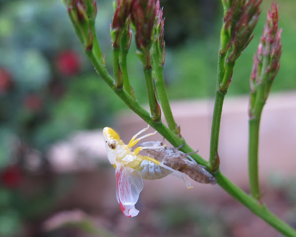 Glassy-winged Sharpshooter (Eclosing) | Project Noah