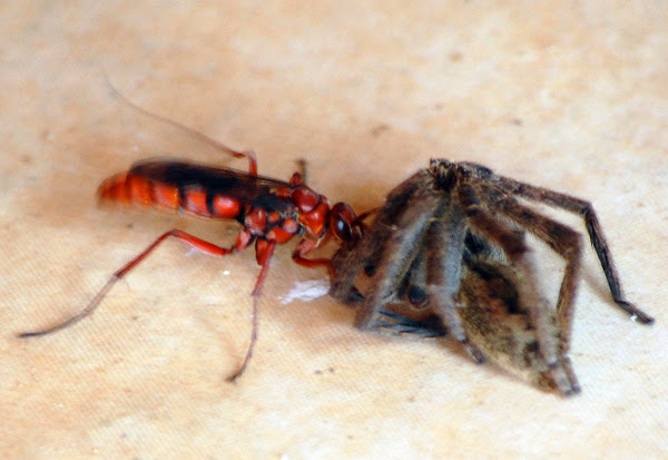 Red Wasp | Project Noah