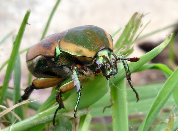 Green June Beetle | Project Noah