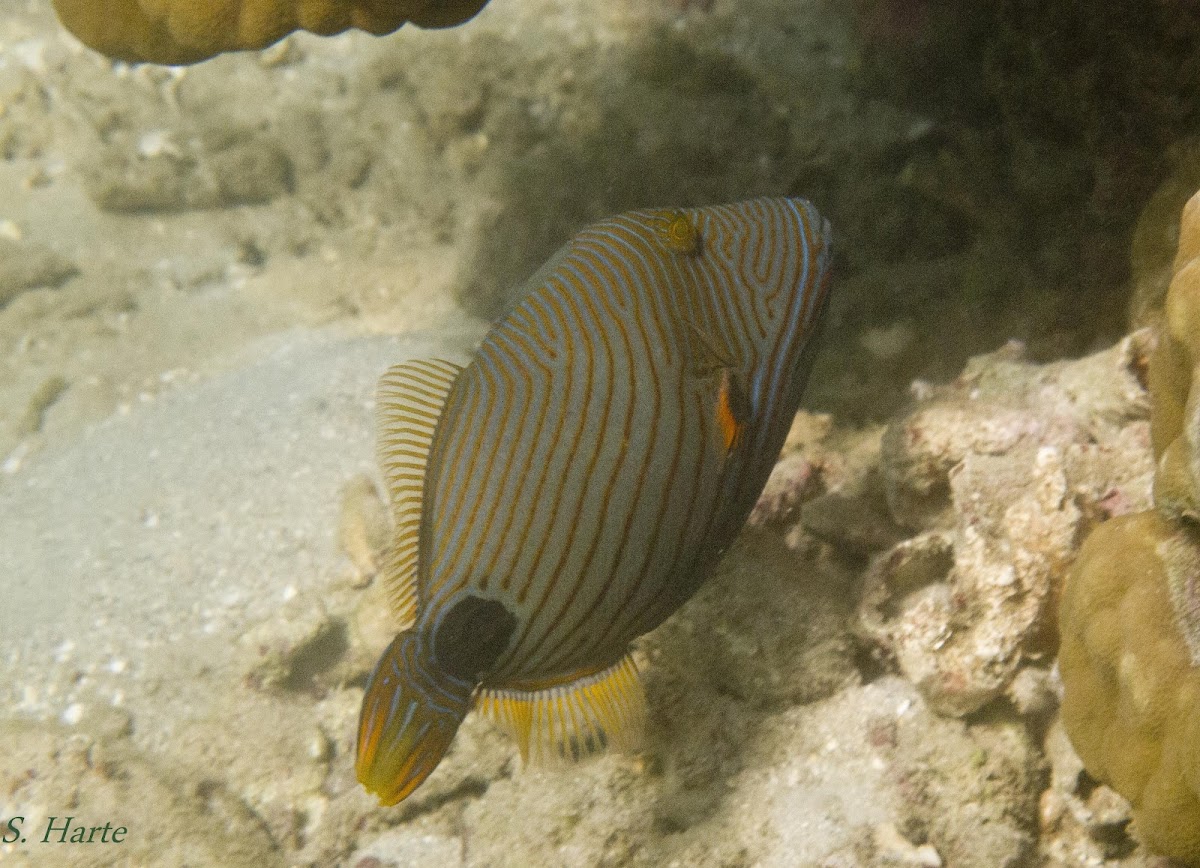 Orange-lined Triggerfish | Project Noah