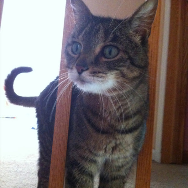 Tiger cat | Project Noah