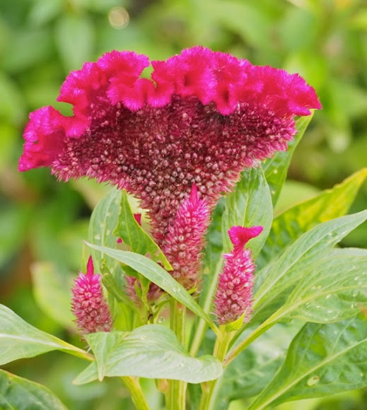 Cockscomb | Project Noah