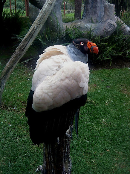 Buitre real | Project Noah