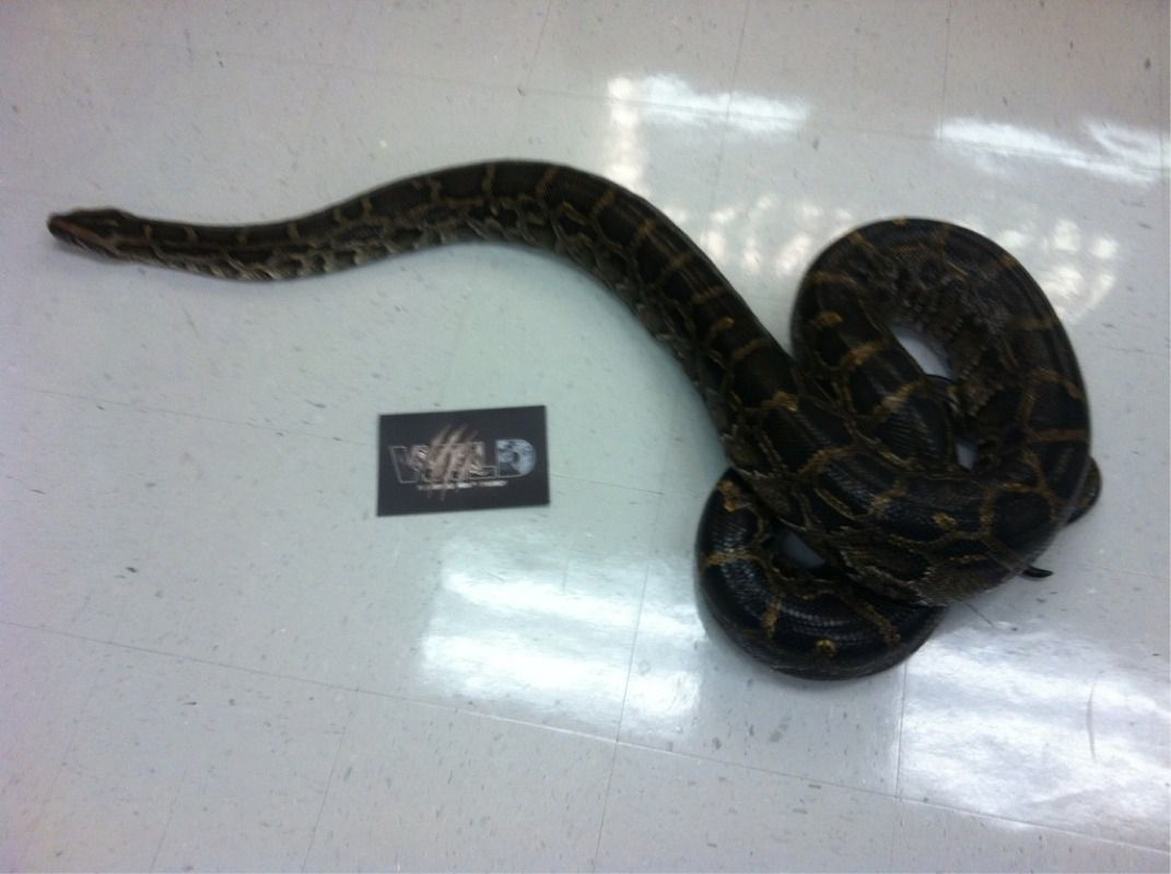 Python | Project Noah