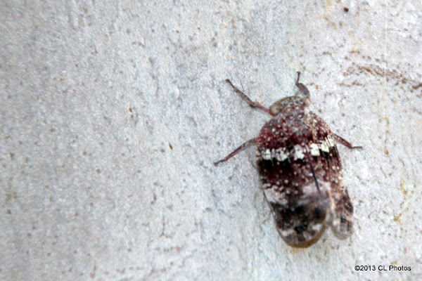 Teeth-marked Gum Hopper | Project Noah