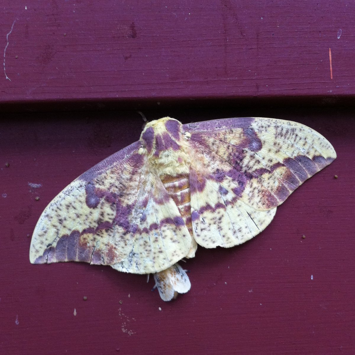 Imperial Moth | Project Noah