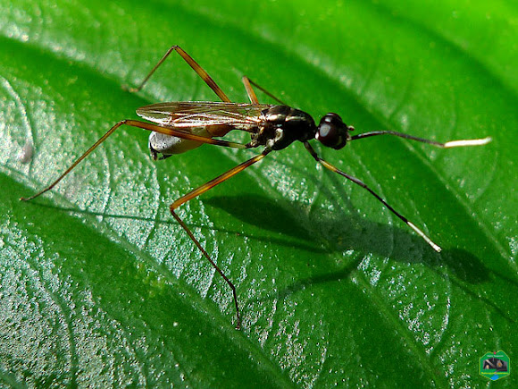 Stilt-legged Flies | Project Noah
