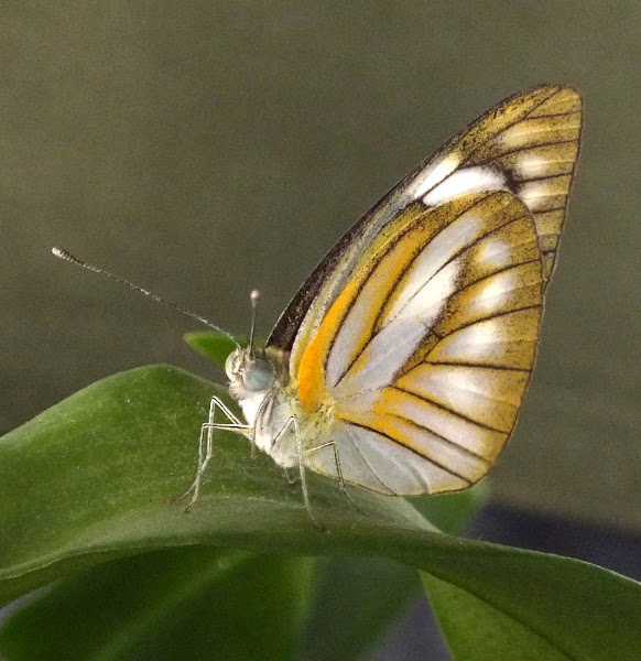 Striped Albatross | Project Noah