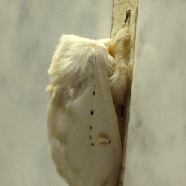 Fig Tree Moth | Project Noah