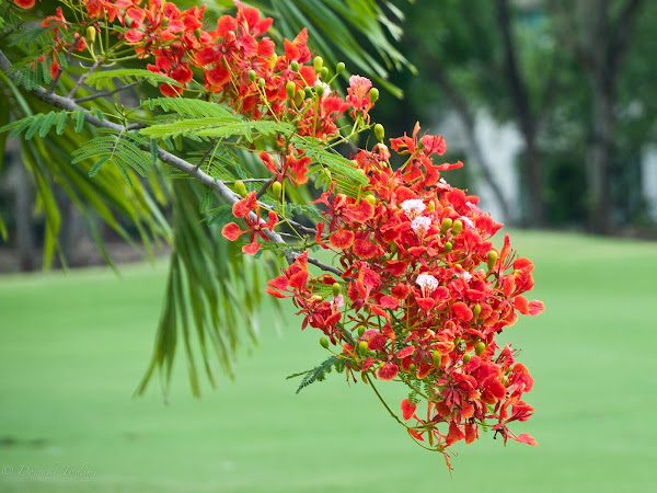 Royal Poinciana (Flame Tree) | Project Noah
