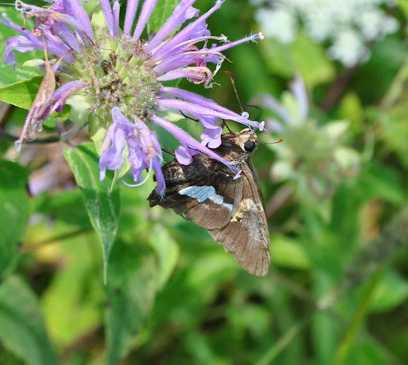 Silver-Spotted Skipper | Project Noah