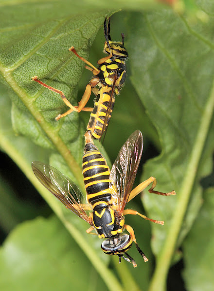 Syrphid Flies mating | Project Noah