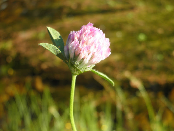 Trébol rojo. Red clover | Project Noah