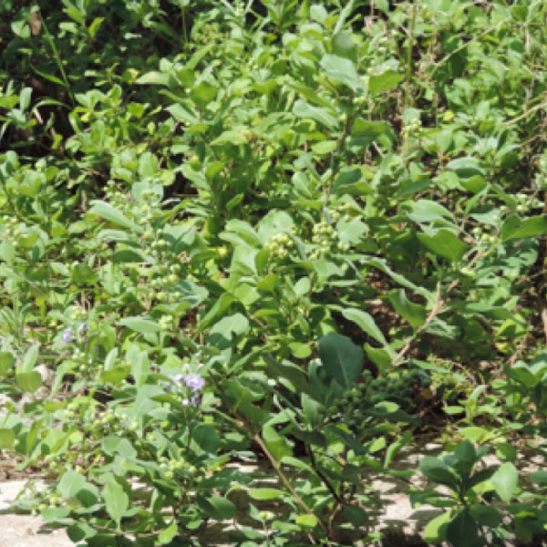 Beach Vitex, Round-leaf Chaste Tree | Project Noah