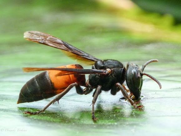 Lesser banded hornet | Project Noah
