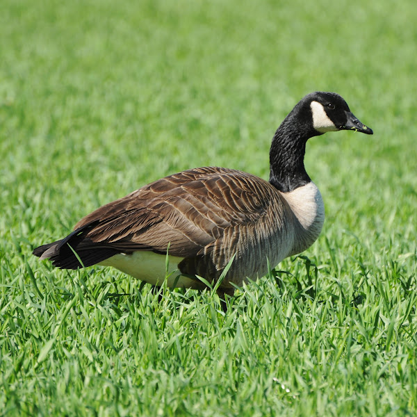 Canada Goose | Project Noah