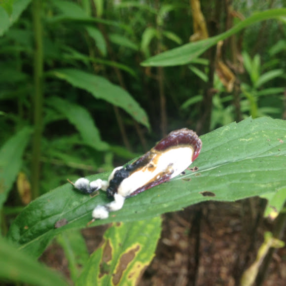 Beautiful nymph moth | Project Noah