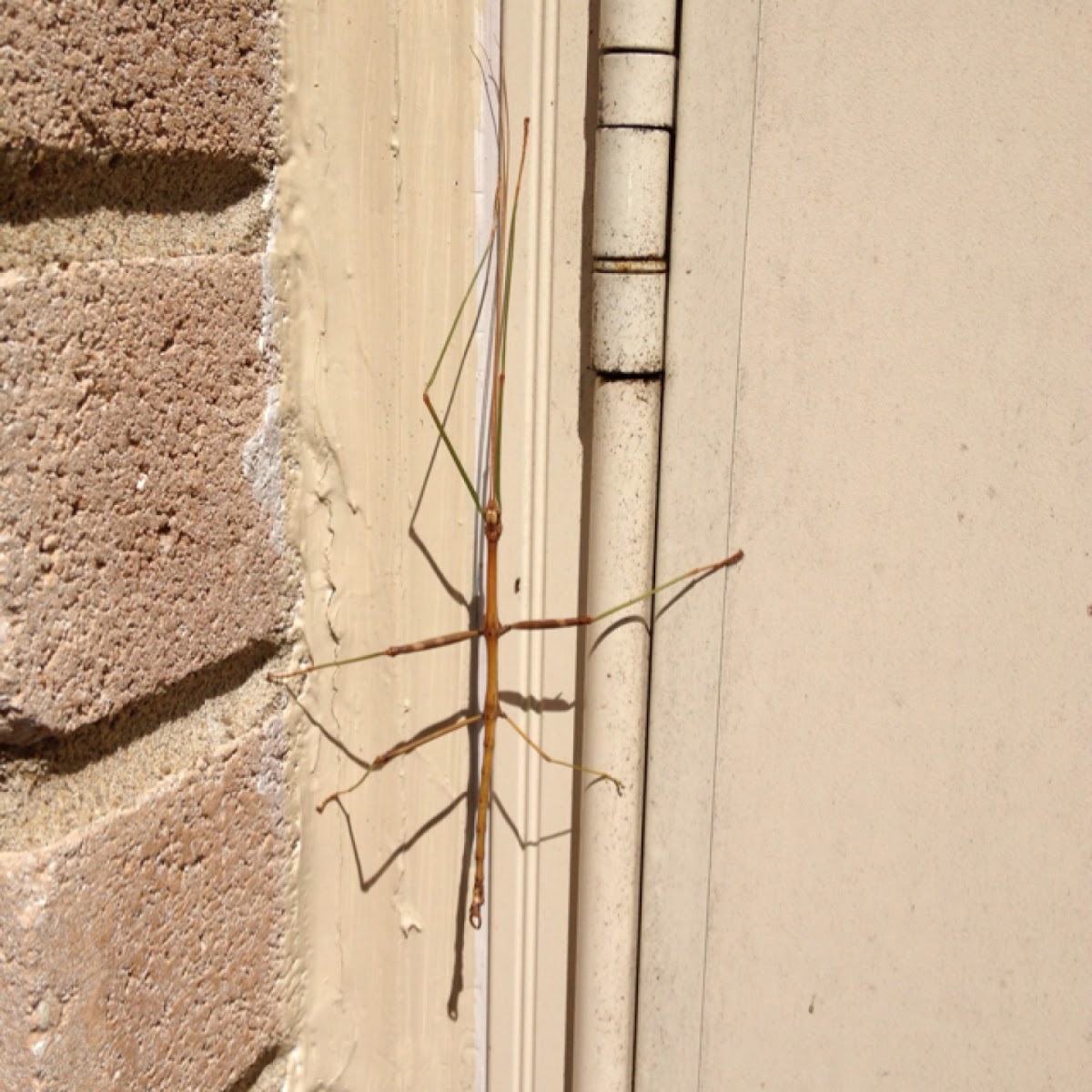 Giant walking stick | Project Noah