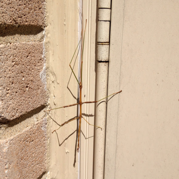 Giant walking stick | Project Noah