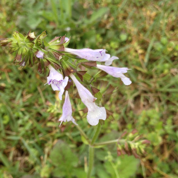 Lyre-leaf Sage | Project Noah