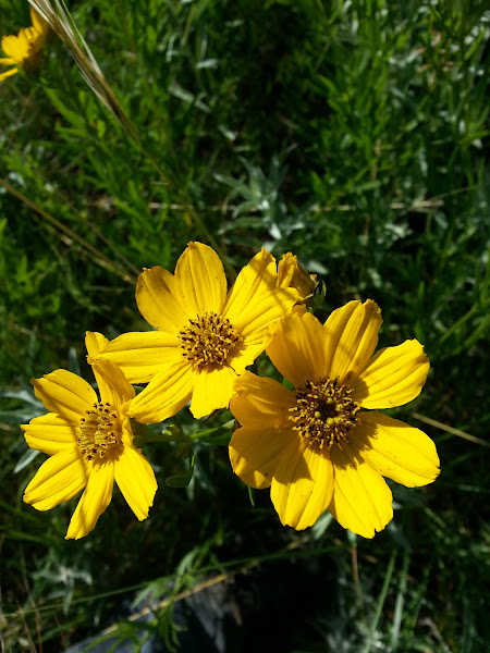 Prairie Coreopsis | Project Noah