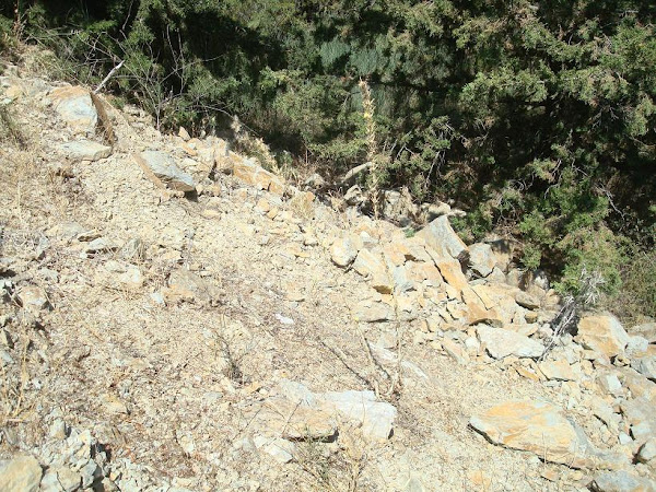 Leituga-branca | Project Noah