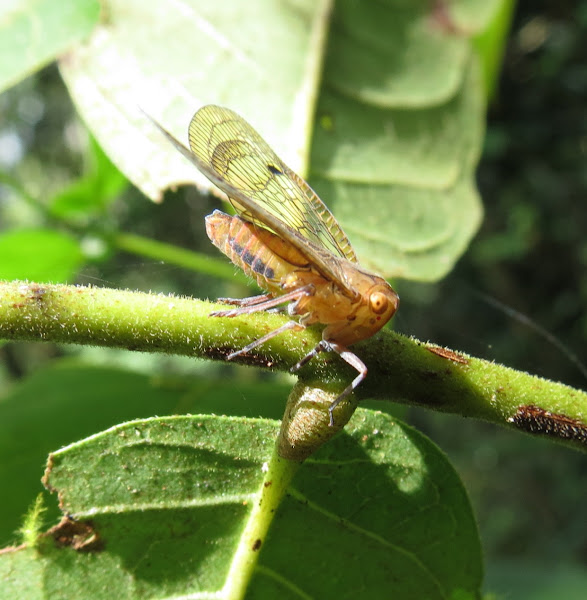 Net-winged hopper | Project Noah