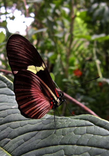 Clysonymus Longwing | Project Noah