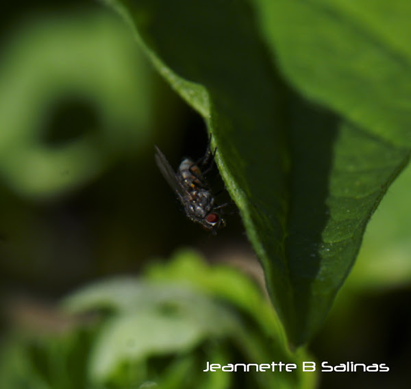 Common housefly | Project Noah