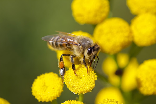 European Honey Bee | Project Noah