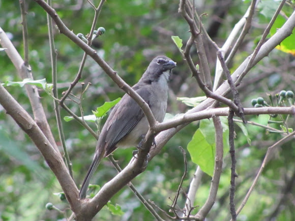 Greyish Saltator | Project Noah