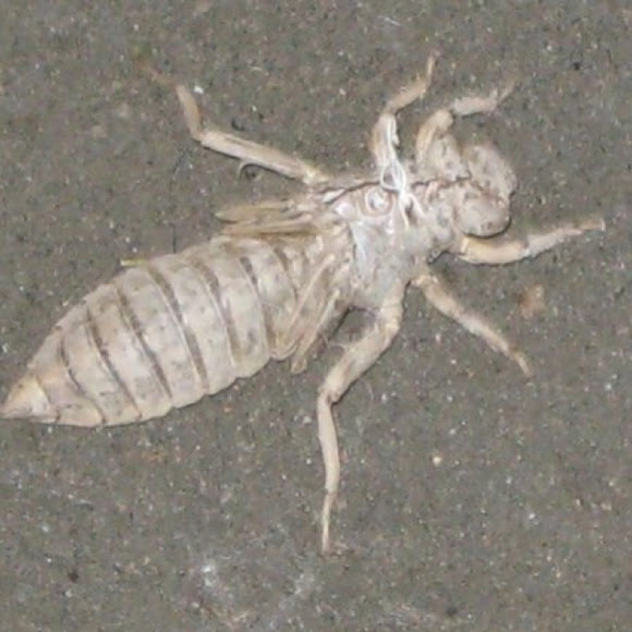 Dragonfly larva | Project Noah