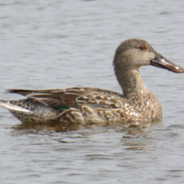 Northern Shoveler Female | Project Noah