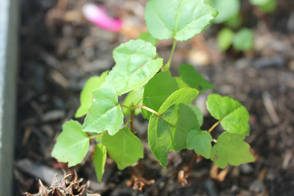 Red maple seedling | Project Noah