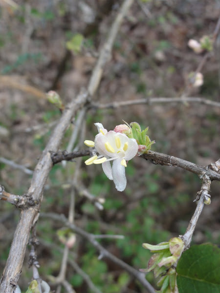 Sweet Breath of Spring | Project Noah